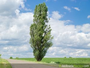 Árbol de Chopo - Jardinería Practica