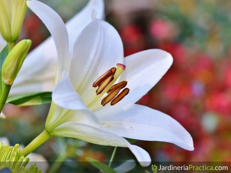 Azucena - Jardinería Practica