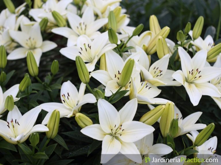Azucena - Jardinería Practica