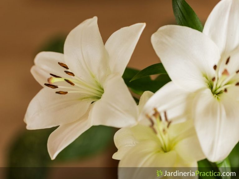 Azucena - Jardinería Practica