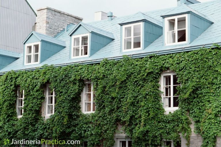 Enredadera: tipos y características - Jardinería Practica
