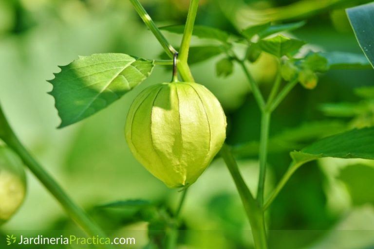 Fisalis - Jardinería Practica
