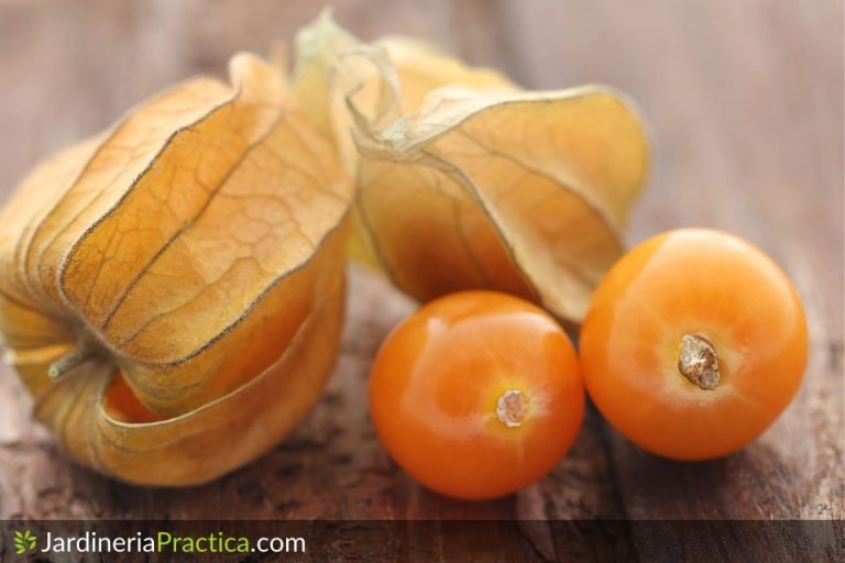 Fisalis - Jardinería Practica