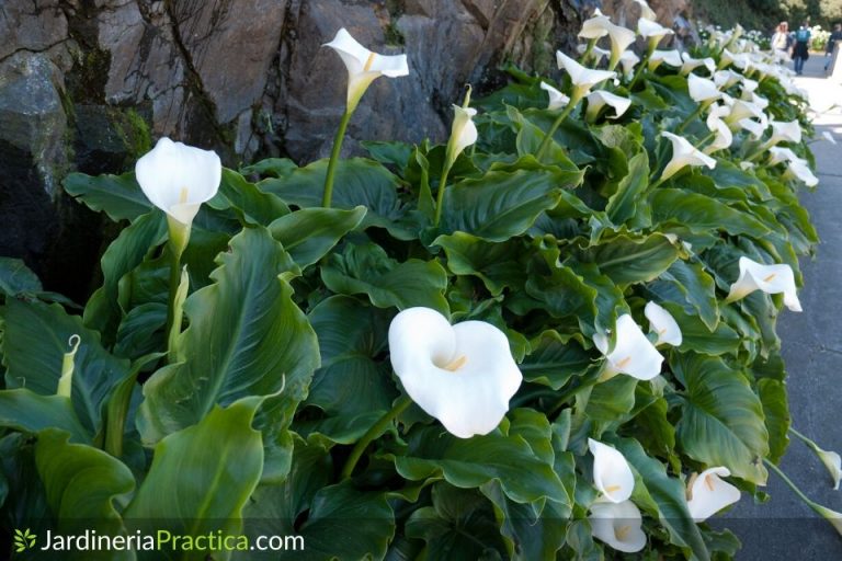 Flor de alcatraz - Jardinería Practica