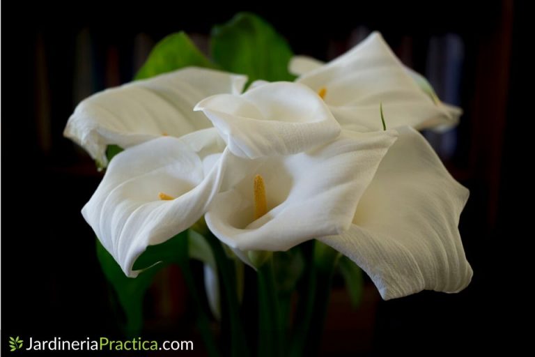 Flor de alcatraz - Jardinería Practica