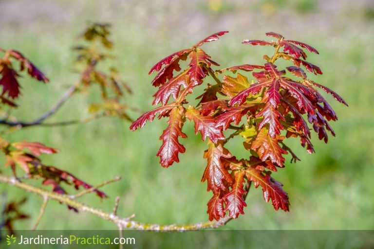 Hoja de Roble - Jardinería Practica