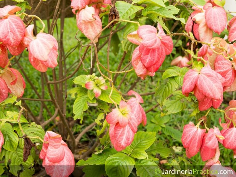 Musaenda - Jardinería Practica