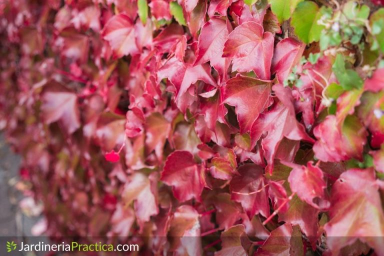 Enredadera: tipos y características - Jardinería Practica