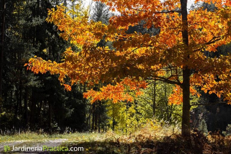 Hoja de Roble - Jardinería Practica