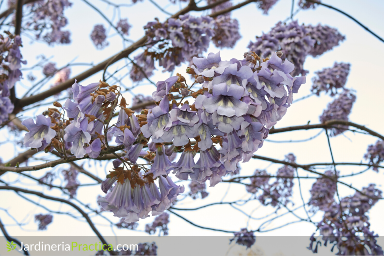 Árbol Kiri: Cuidados y Características