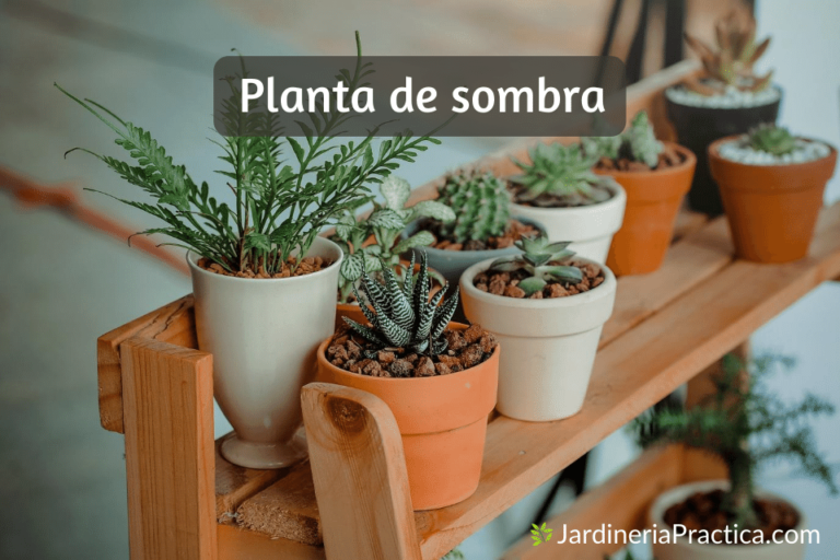 18+ Plantas de Sombra para Interior o Jardin - Jardinería Practica