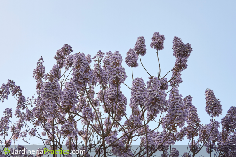 Árbol Kiri: Cuidados y Características