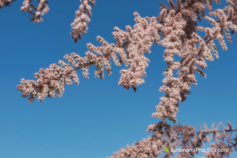 7+ Beneficios del Culén (Para qué sirve)
