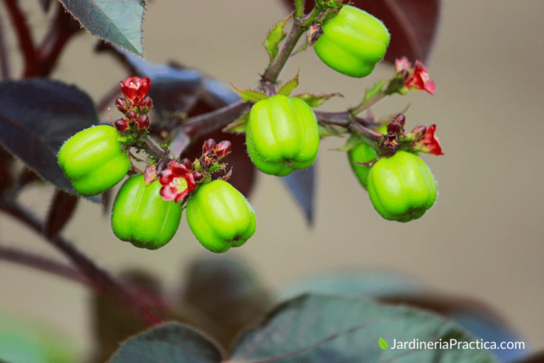 7+ Beneficios del Tua Tua (Para que sirve)