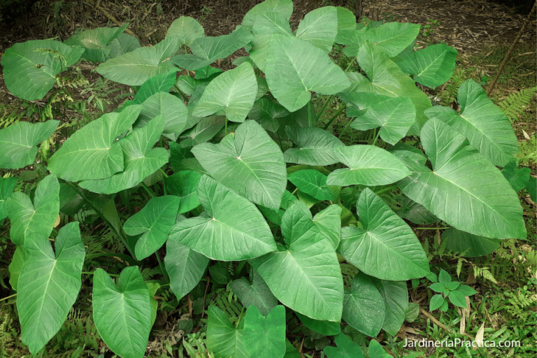 7+ Beneficios del Culén (Para qué sirve)