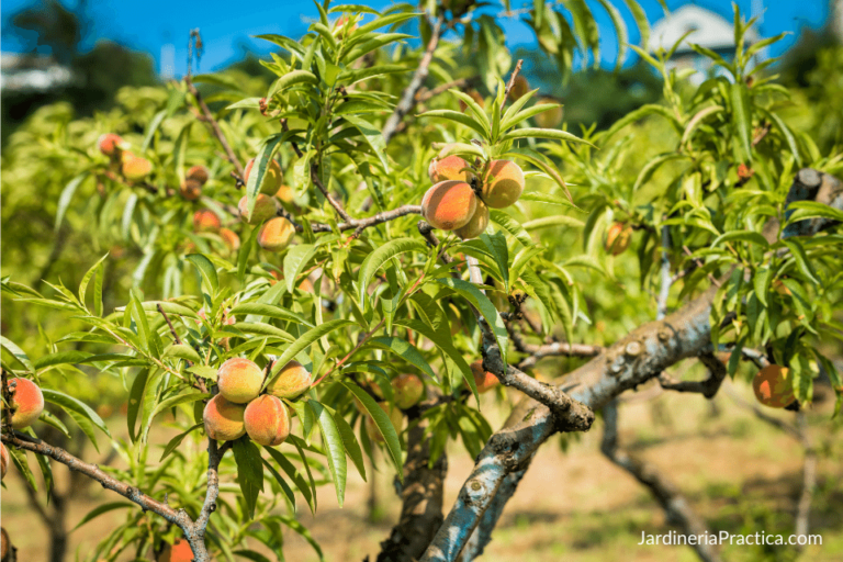 Árbol de Higo: Cuidados, Recomendaciones, Características