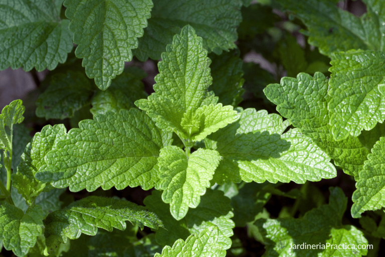 7+ Beneficios del Culén (Para qué sirve)