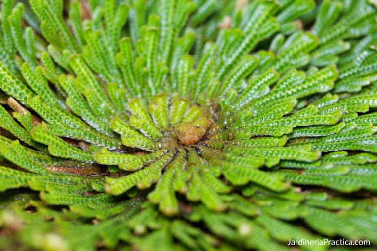 7+ Beneficios del Culén (Para qué sirve)