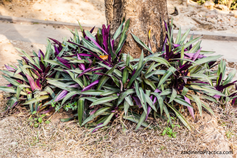 7+ Beneficios del Culén (Para qué sirve)