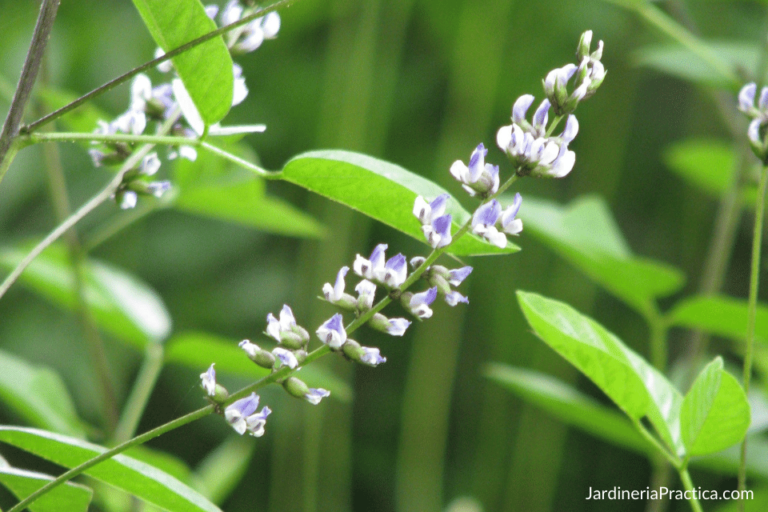 7+ Beneficios del Culén (Para qué sirve)